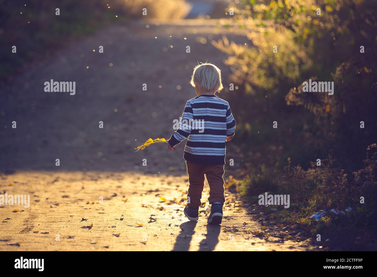 Beautiful toddler boy, walking on rural path on sunset, backlit with ...
