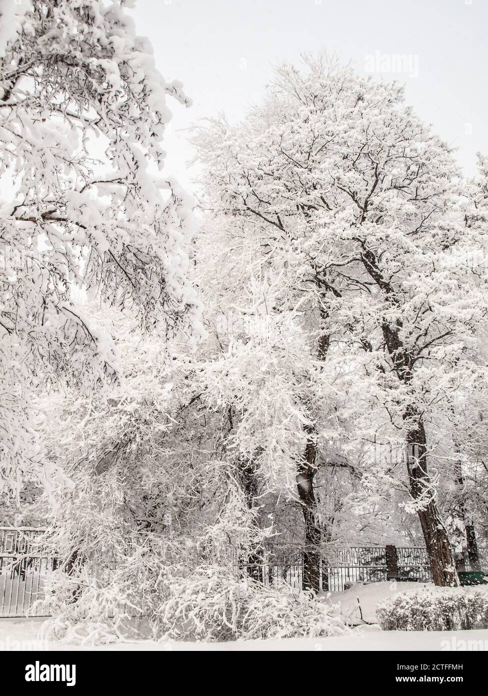 City park after snowfall. Trees covered with snow. Weather in winter ...