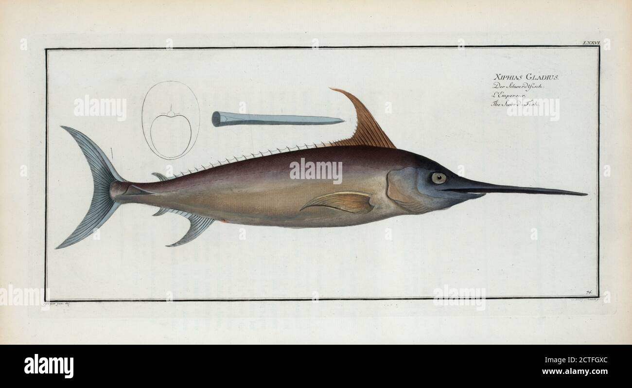 Xiphias gladius hi-res stock photography and images - Alamy