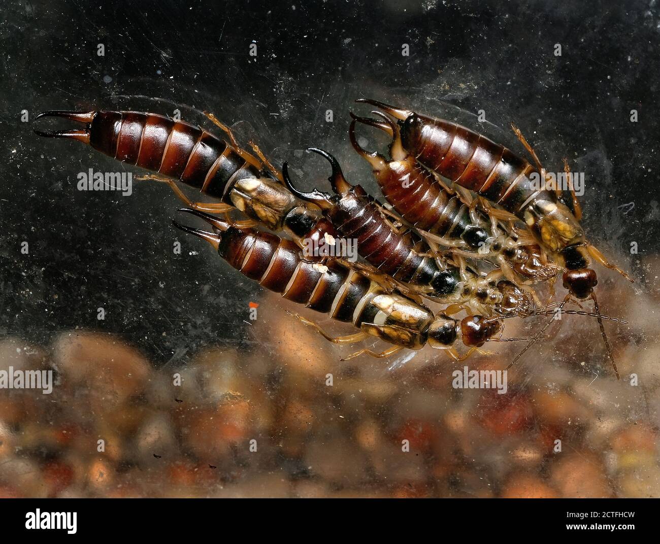 Earwigs make up the insect order Dermaptera. With about 2,000 species ...