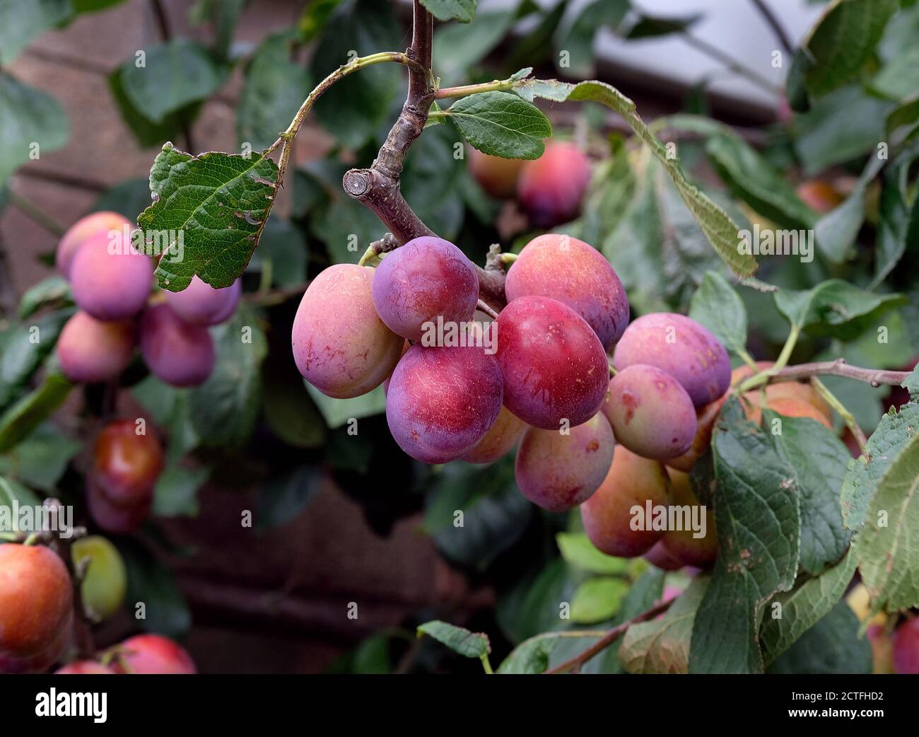 Plum growing in bottle hi-res stock photography and images - Alamy