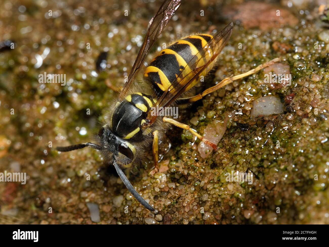 Insect breeding season hi-res stock photography and images - Alamy