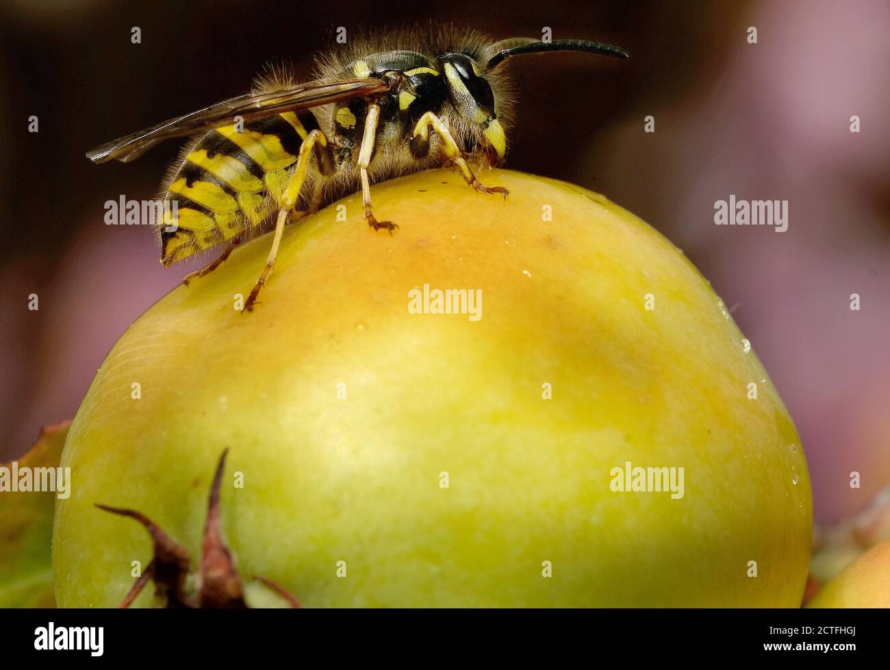 Wasp feeding and drinking in urban garden Stock Photo - Alamy