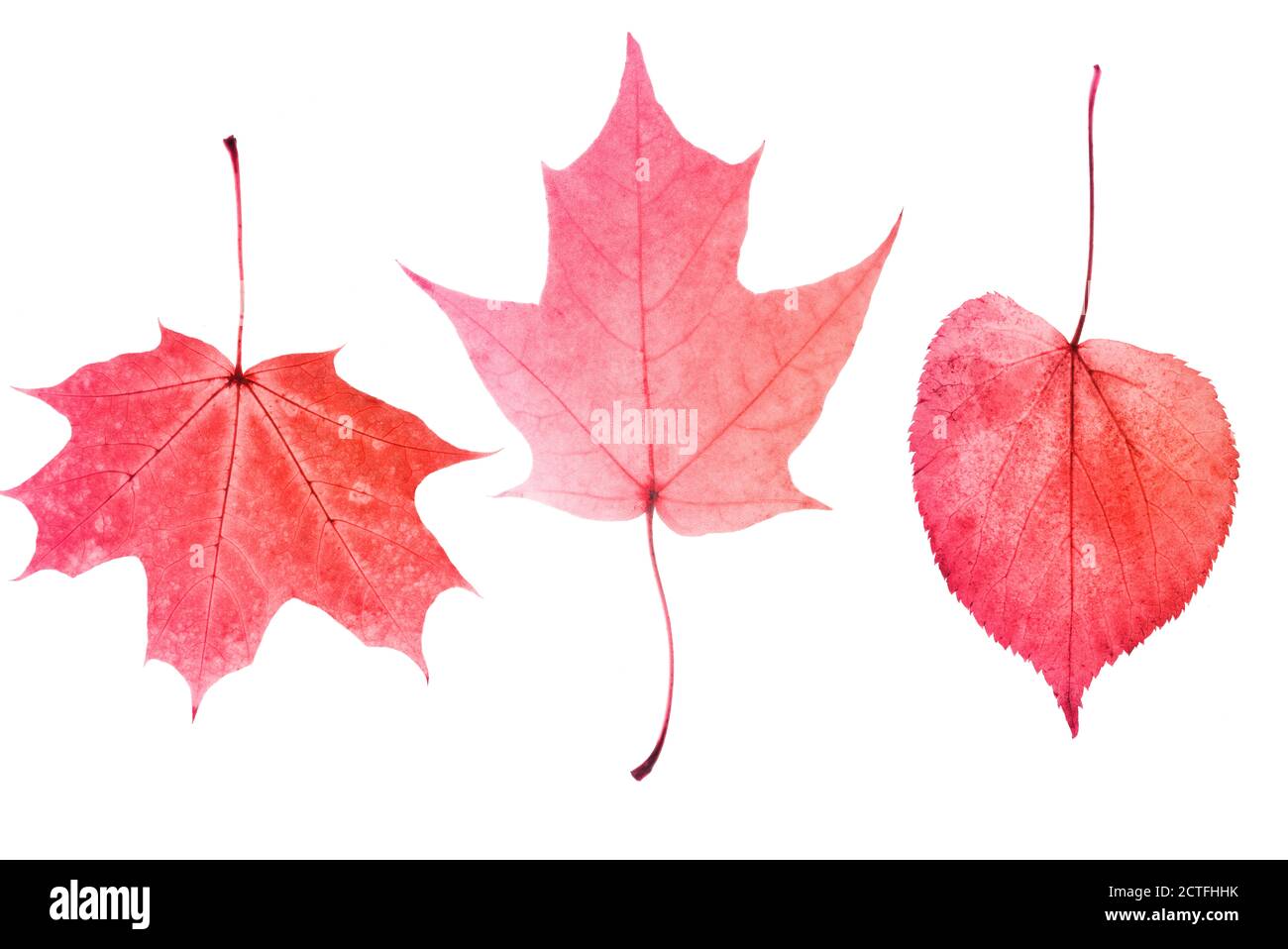 three red leaves isolated on white background. objects for design Stock ...