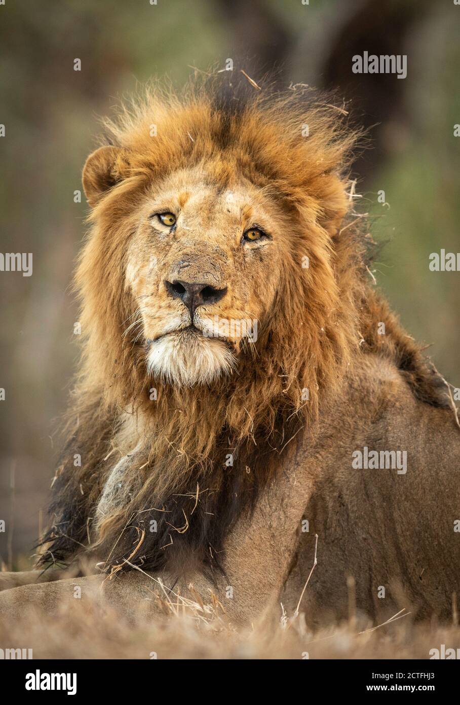 Vertical portrait of a male lion looking straight at camera in Kruger ...