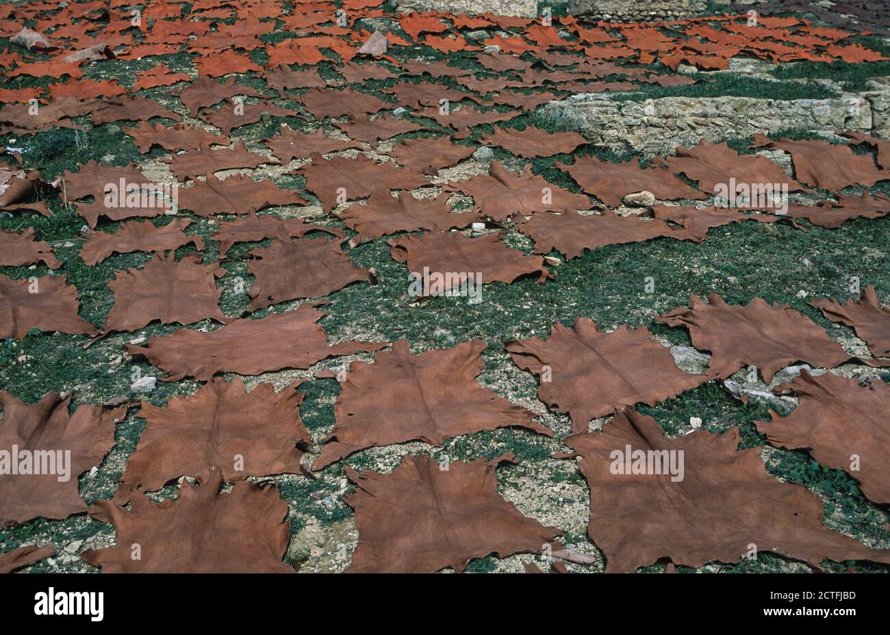 Hides drying hi-res stock photography and images - Alamy