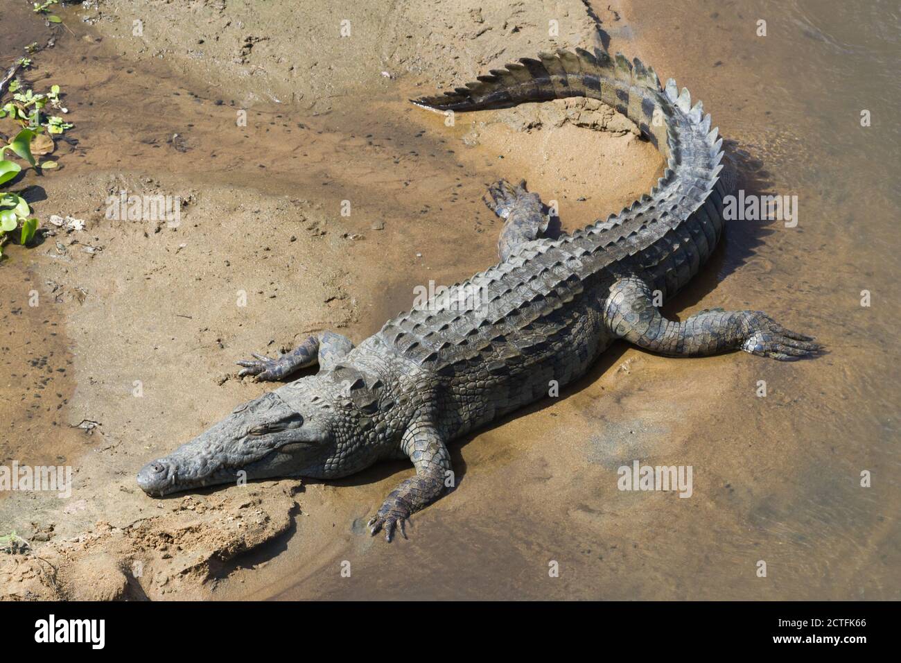Aerial view of a nile crocodile (Crocodylus niloticus) lying on a sand ...