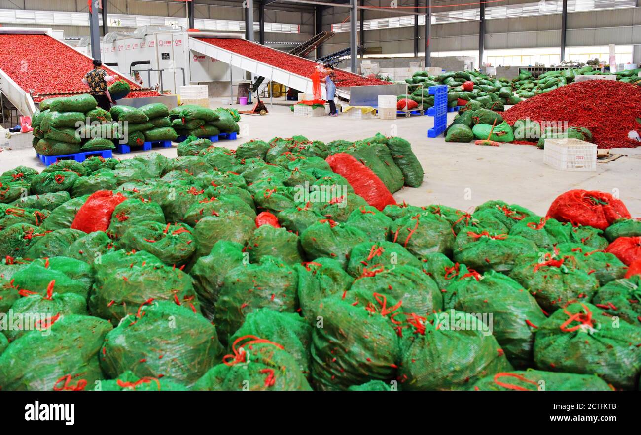 Local farmers dry, organize and package harvested chili peppers at a ...