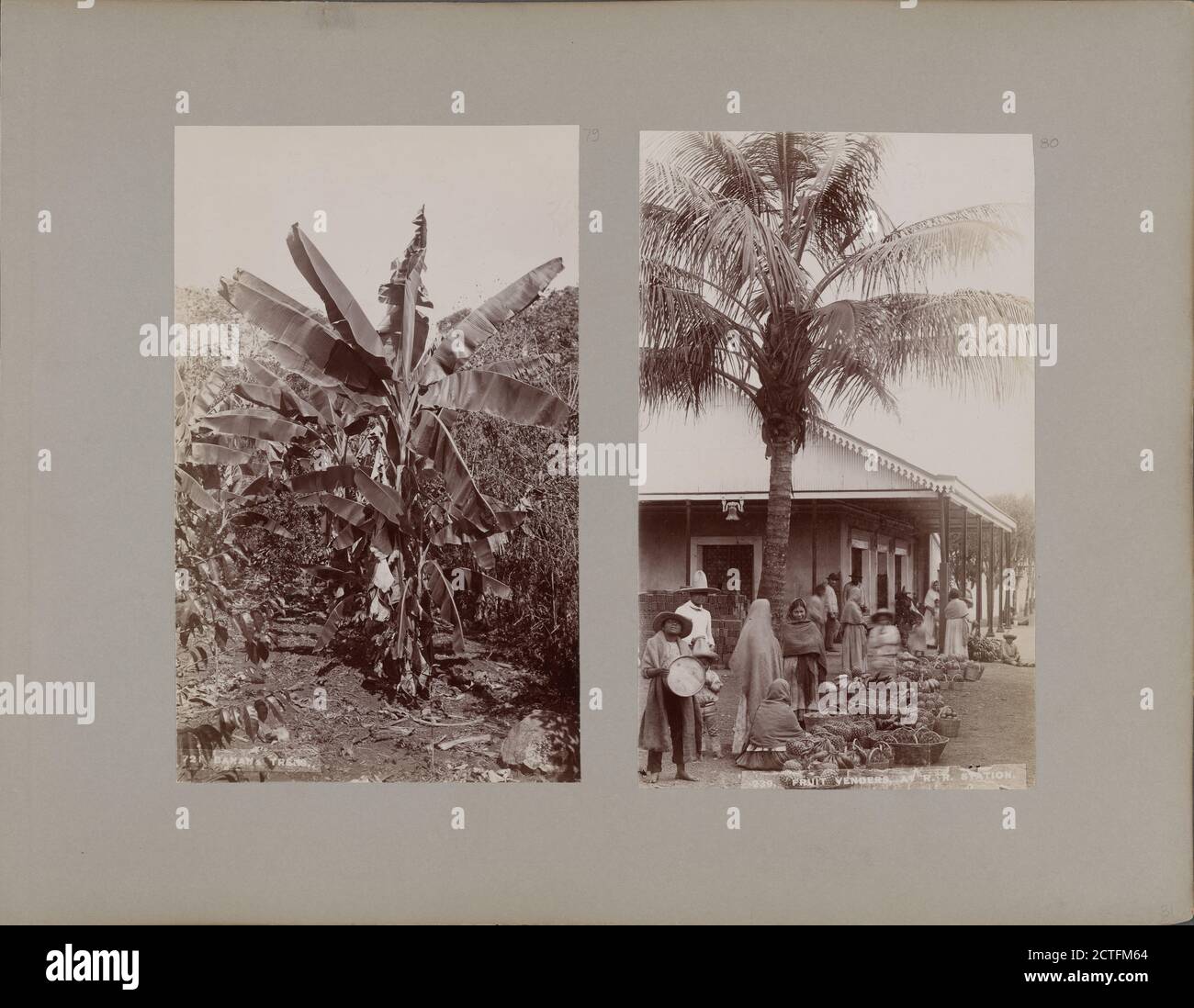 Banana trees, still image, Photographs, 1898, Mayo & Weed Stock Photo ...