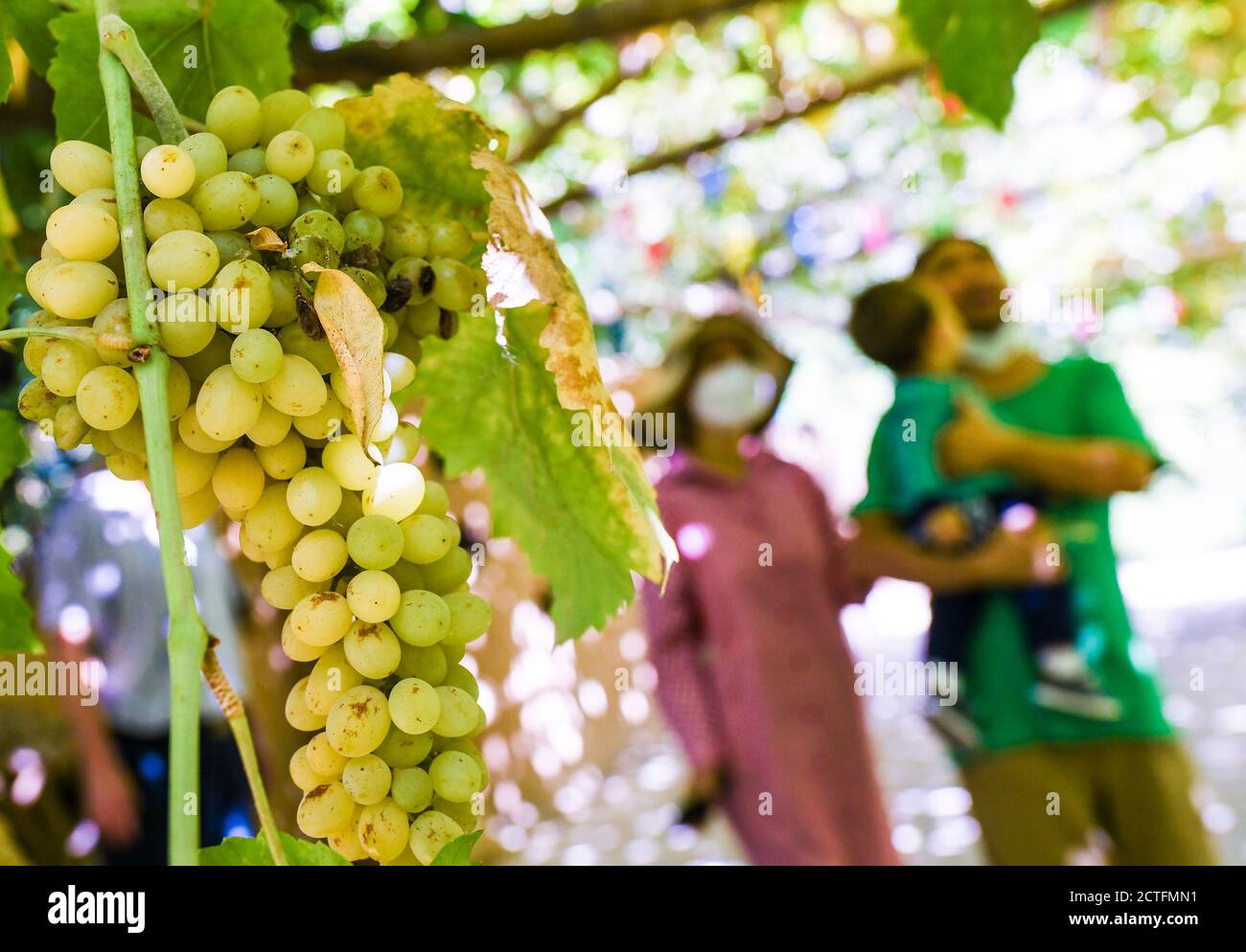 (200923) -- TURPAN, Sept. 23, 2020 (Xinhua) -- Tourists visit the Grape ...
