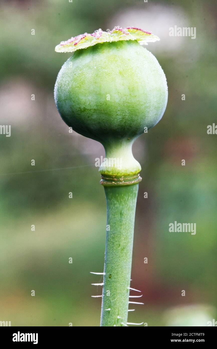Papaver somniferum schlafmohn hi-res stock photography and images - Alamy