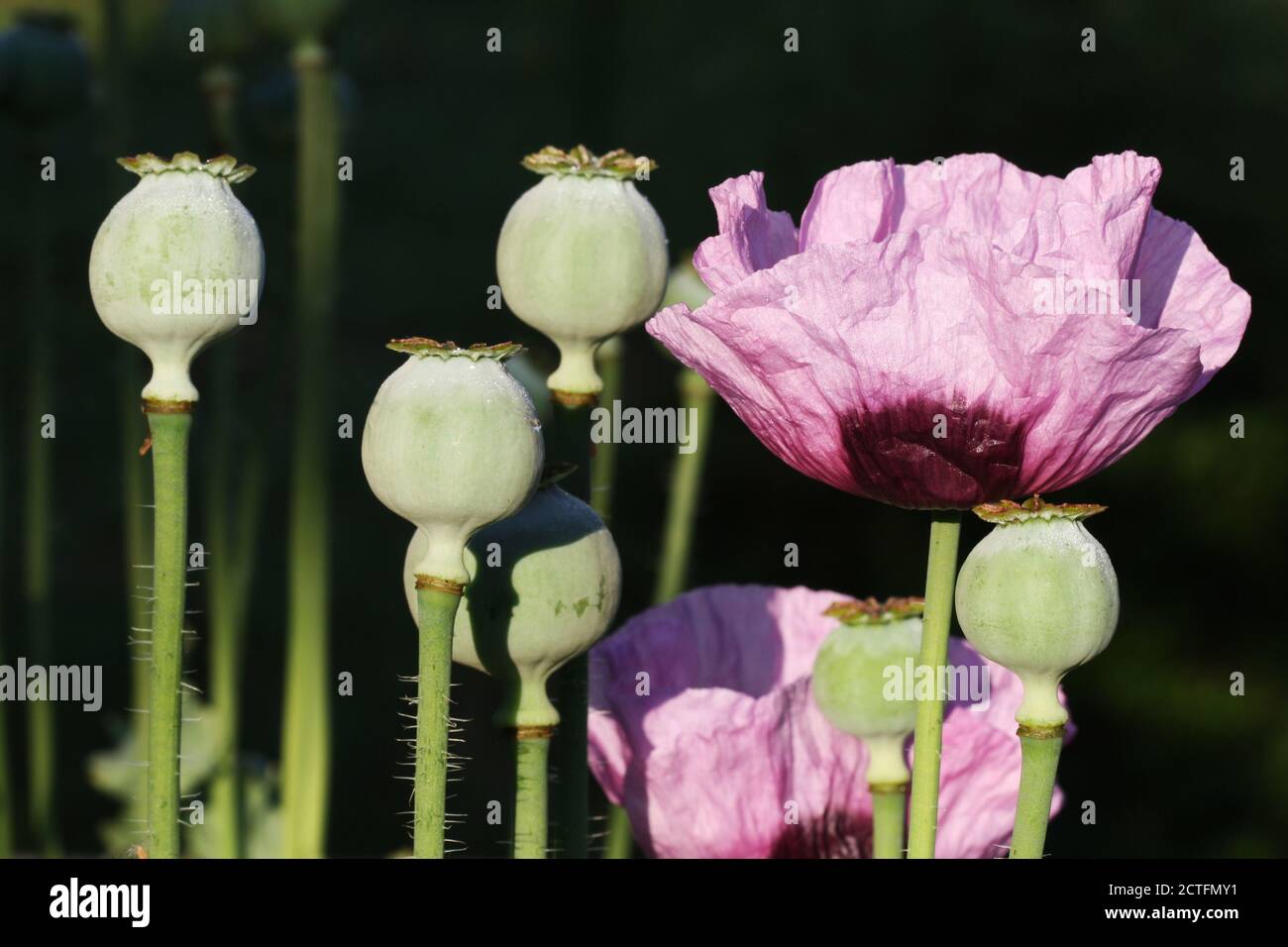 Schlafmohn hi-res stock photography and images - Alamy