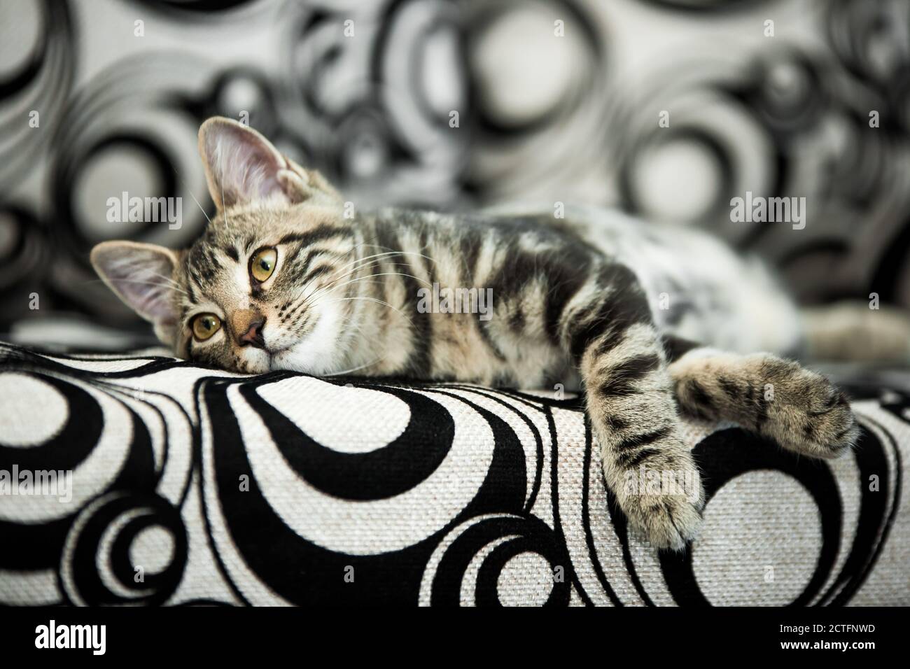 Chilling on sofa hi-res stock photography and images - Alamy