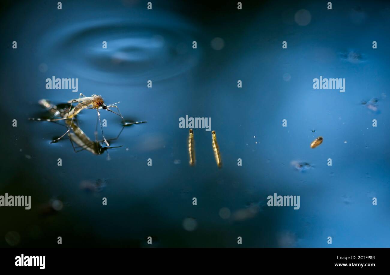 Adult Mosquito emerging from water in a stagnant pond with larvae and ...