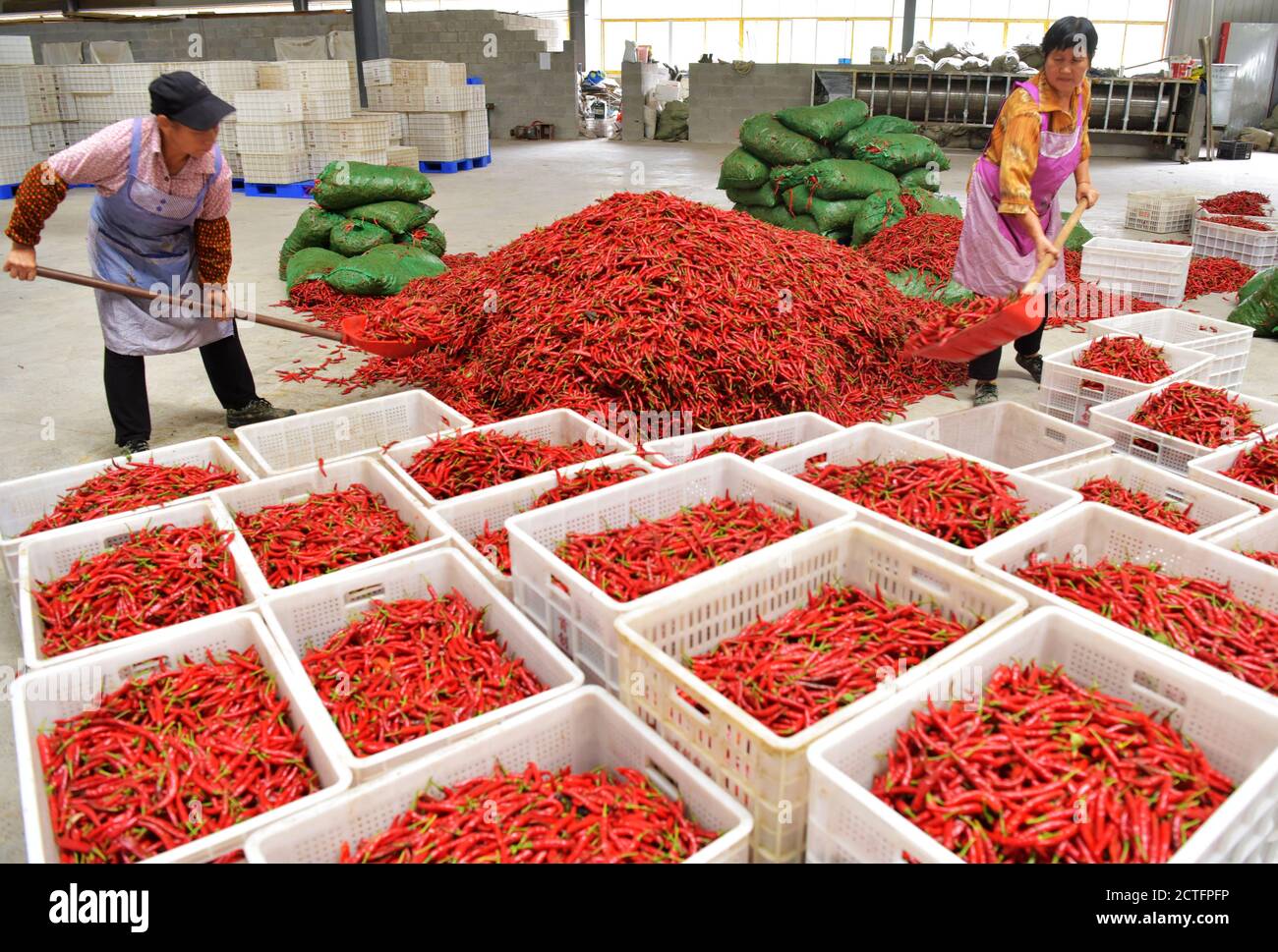 Local farmers dry, organize and package harvested chili peppers at a ...