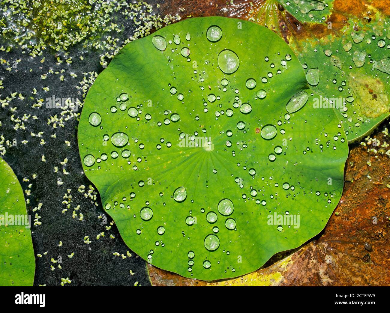 Lotus plant leaves and buds, Nelumbo nucifera Stock Photo - Alamy