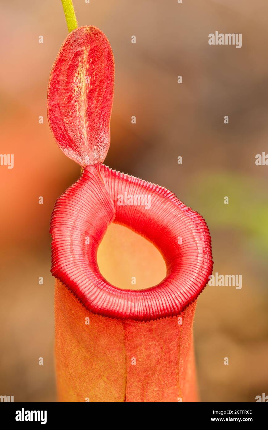 Detail of mouth of the red pitcher trap of Nepenthes Carnivorous plant ...