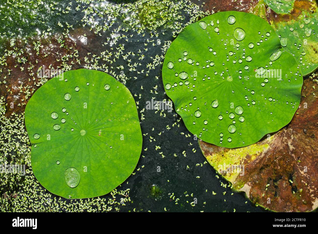 Lotus plant leaves and buds, Nelumbo nucifera Stock Photo - Alamy