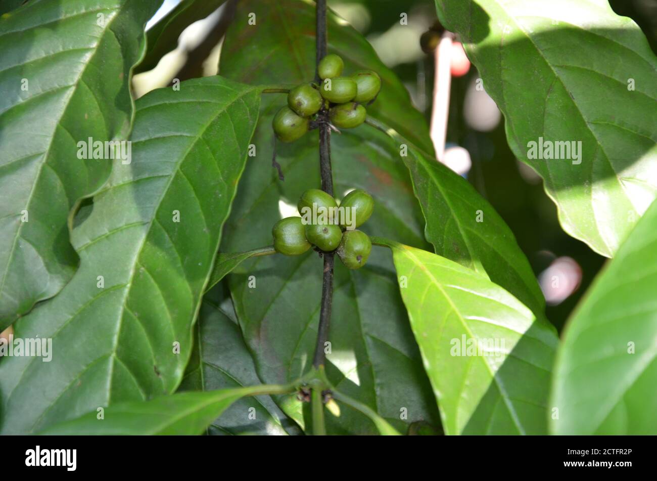 Closeup shot of small berries growing on the tree Stock Photo - Alamy
