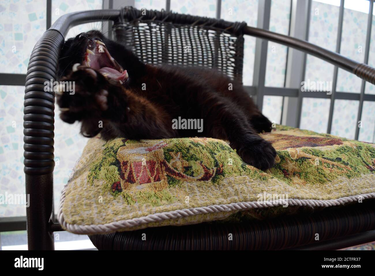 Rescue Cat Stretching and Yawning on a Chair Stock Photo - Alamy