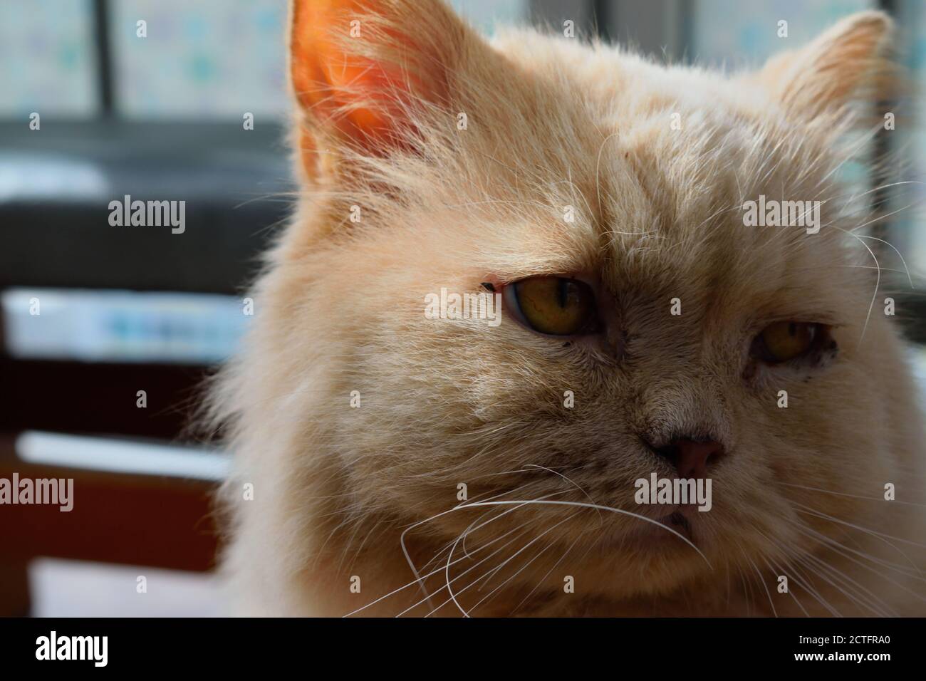 Rescue Cat with Swollen Gums from Gum Disease Stock Photo - Alamy