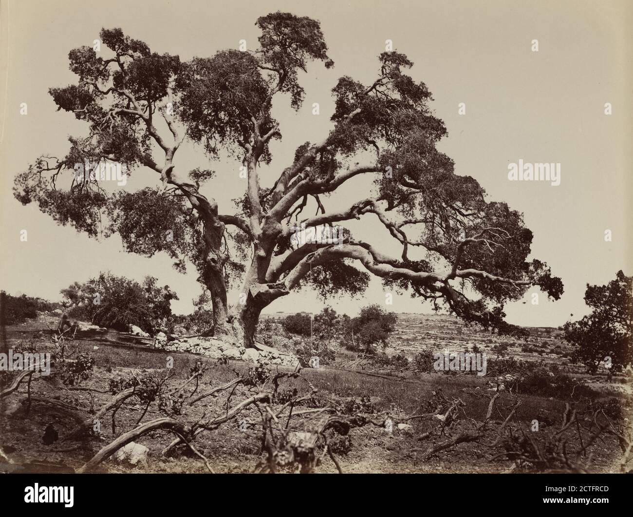 Palestine oak hi-res stock photography and images - Alamy