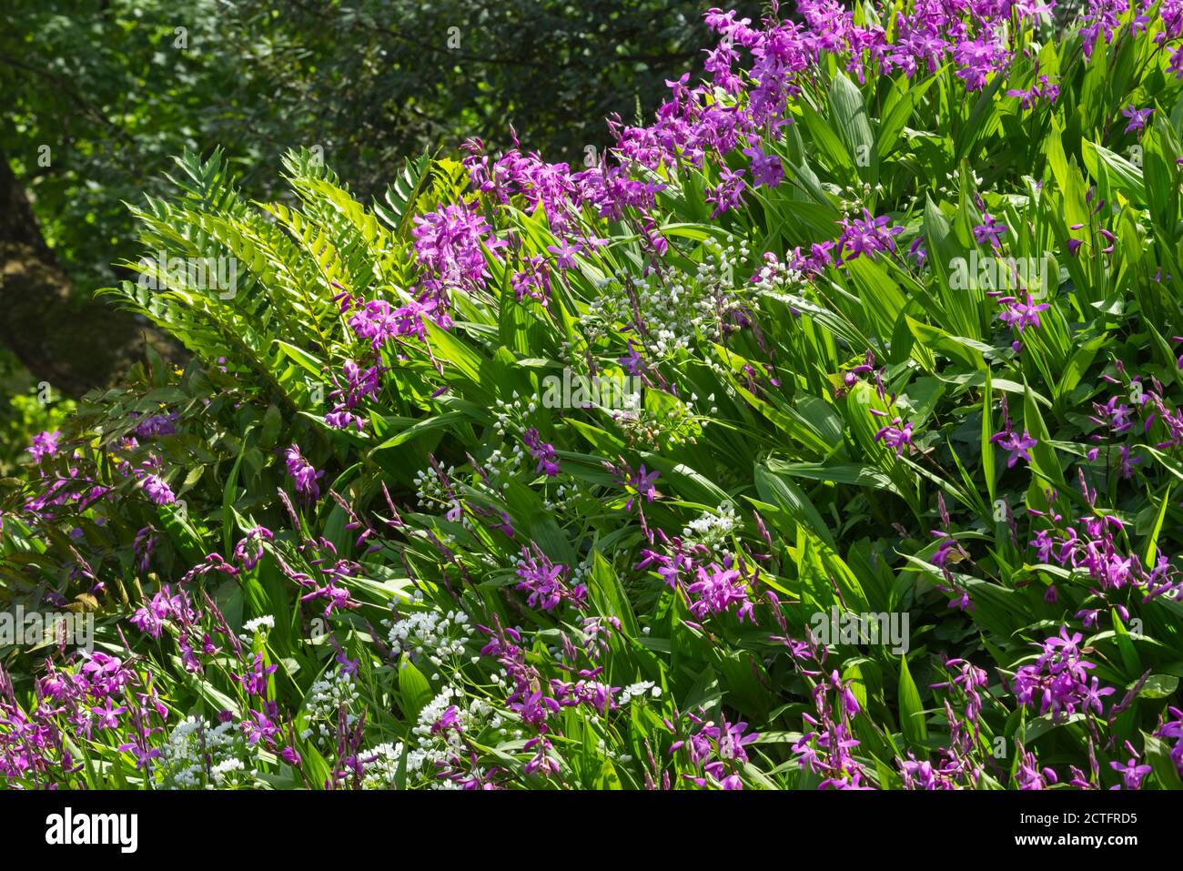 Bletilla striata hi-res stock photography and images - Alamy