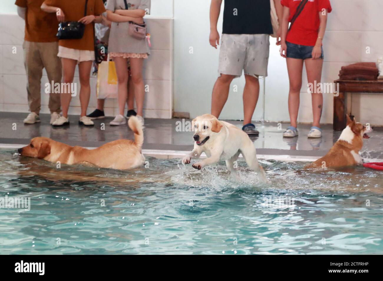 Guided by owners, dogs swim and compete against each other in a ...