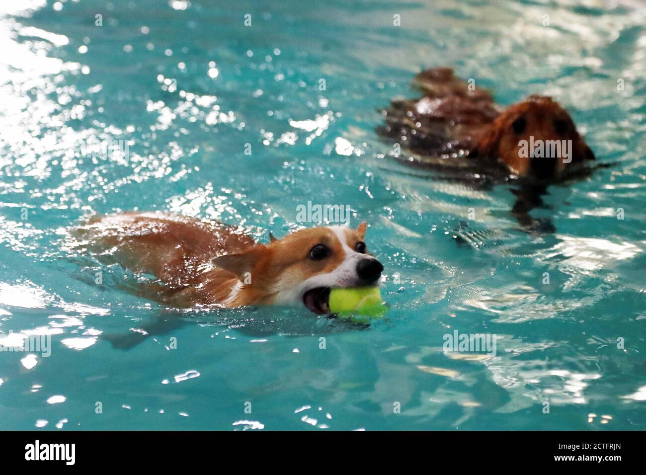 Guided by owners, dogs swim and compete against each other in a ...