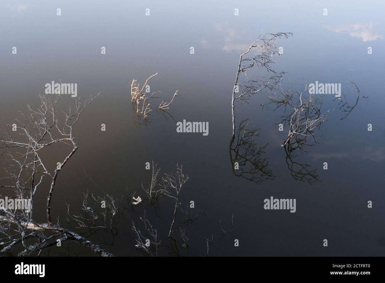 View of a reflection the sky and fallen trees in a lake Stock Photo - Alamy
