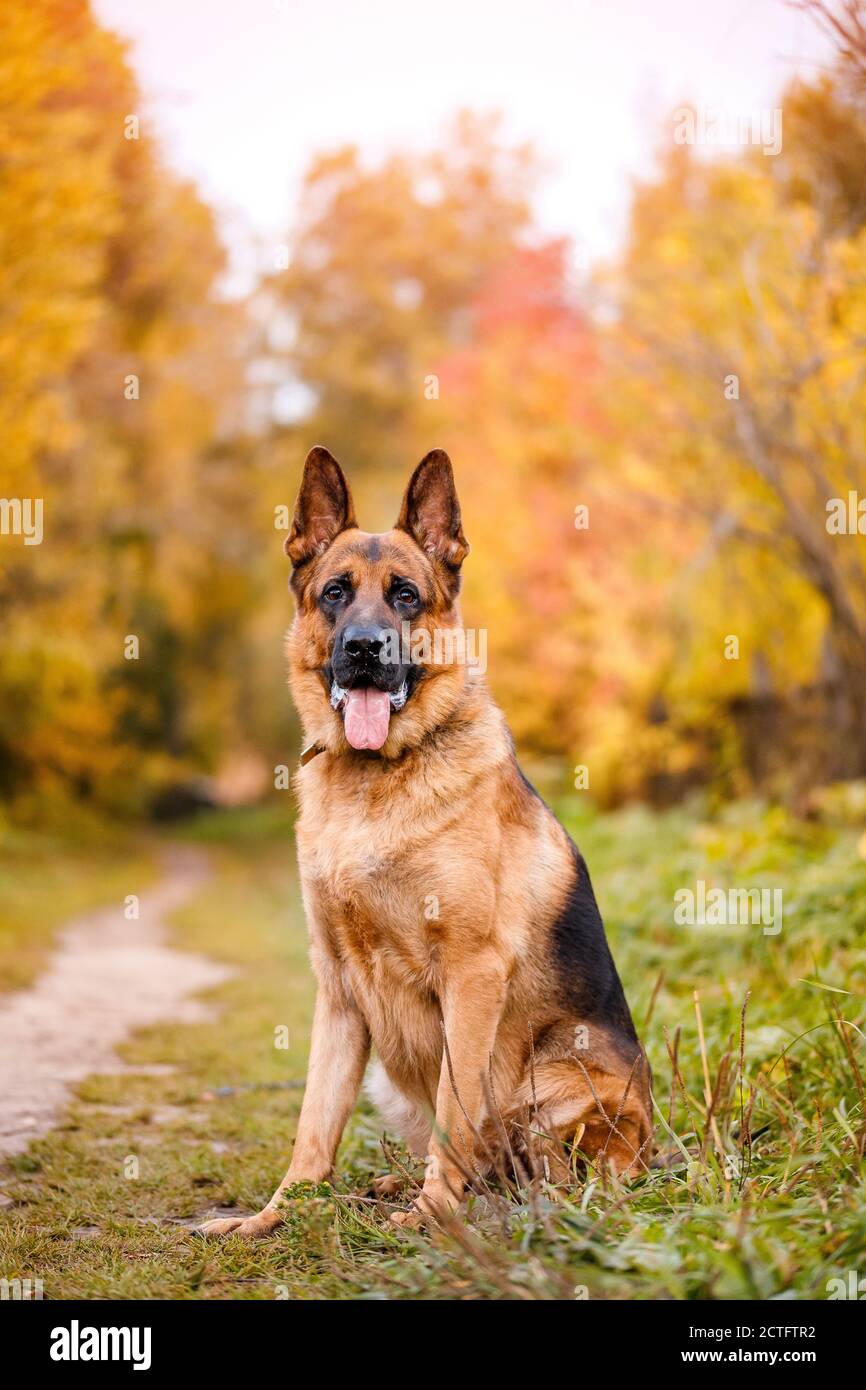 German Shepherd dog performs command to sit in autumn park Stock Photo ...