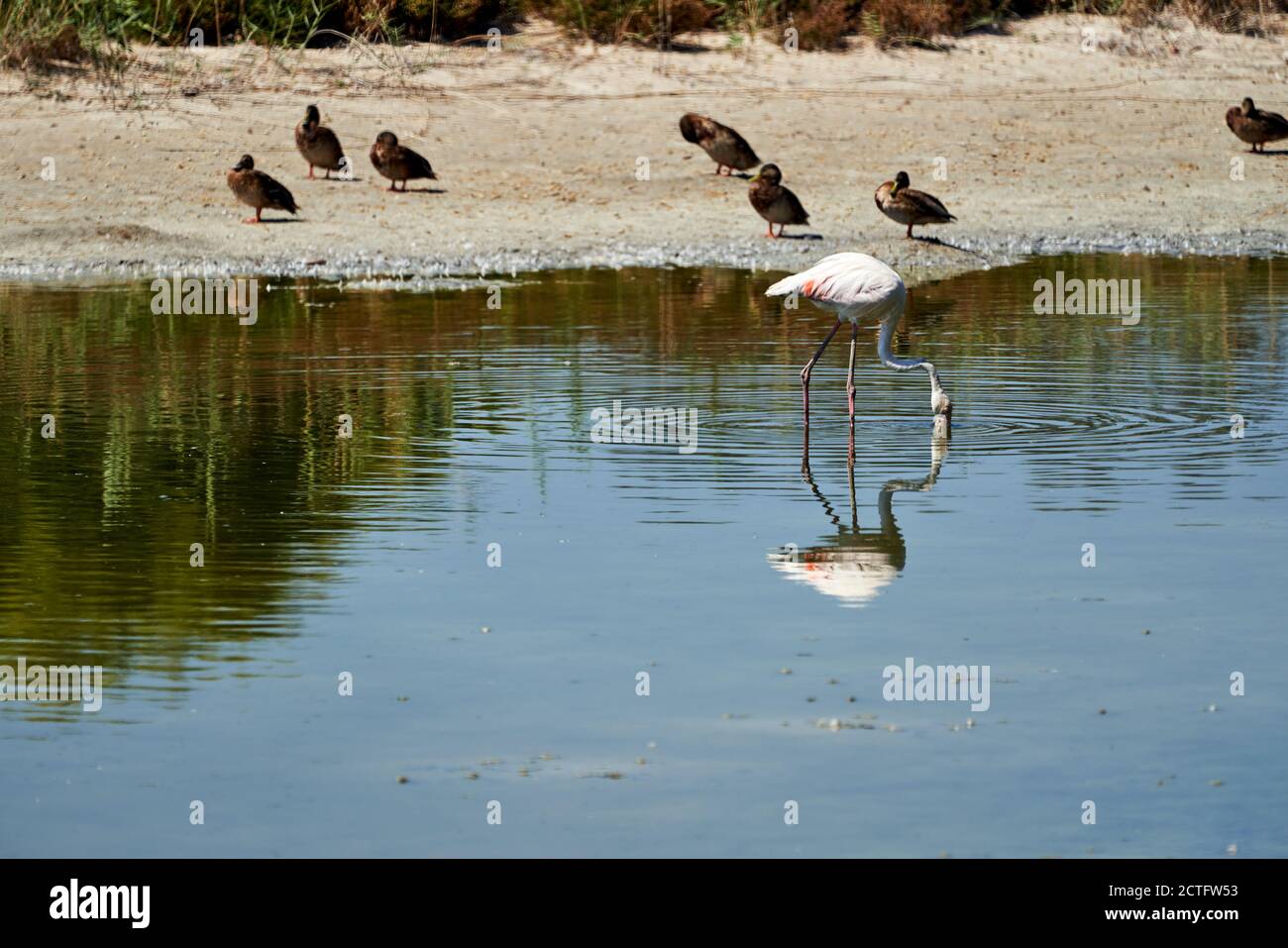 Common flamingo with ducks on the ground in the Albufera Natural Park ...