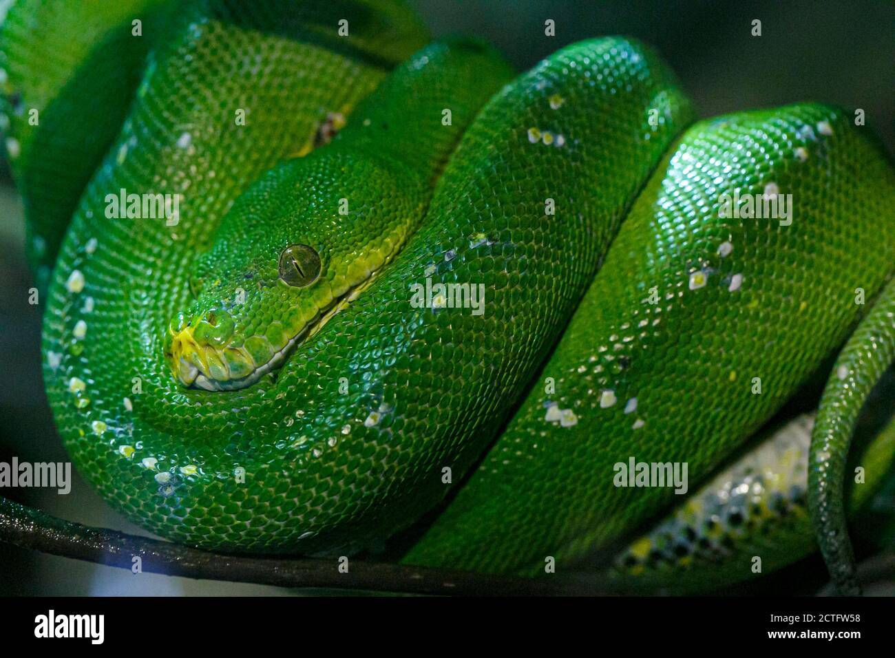 Emerald tree boa corallus caninus hi-res stock photography and images ...