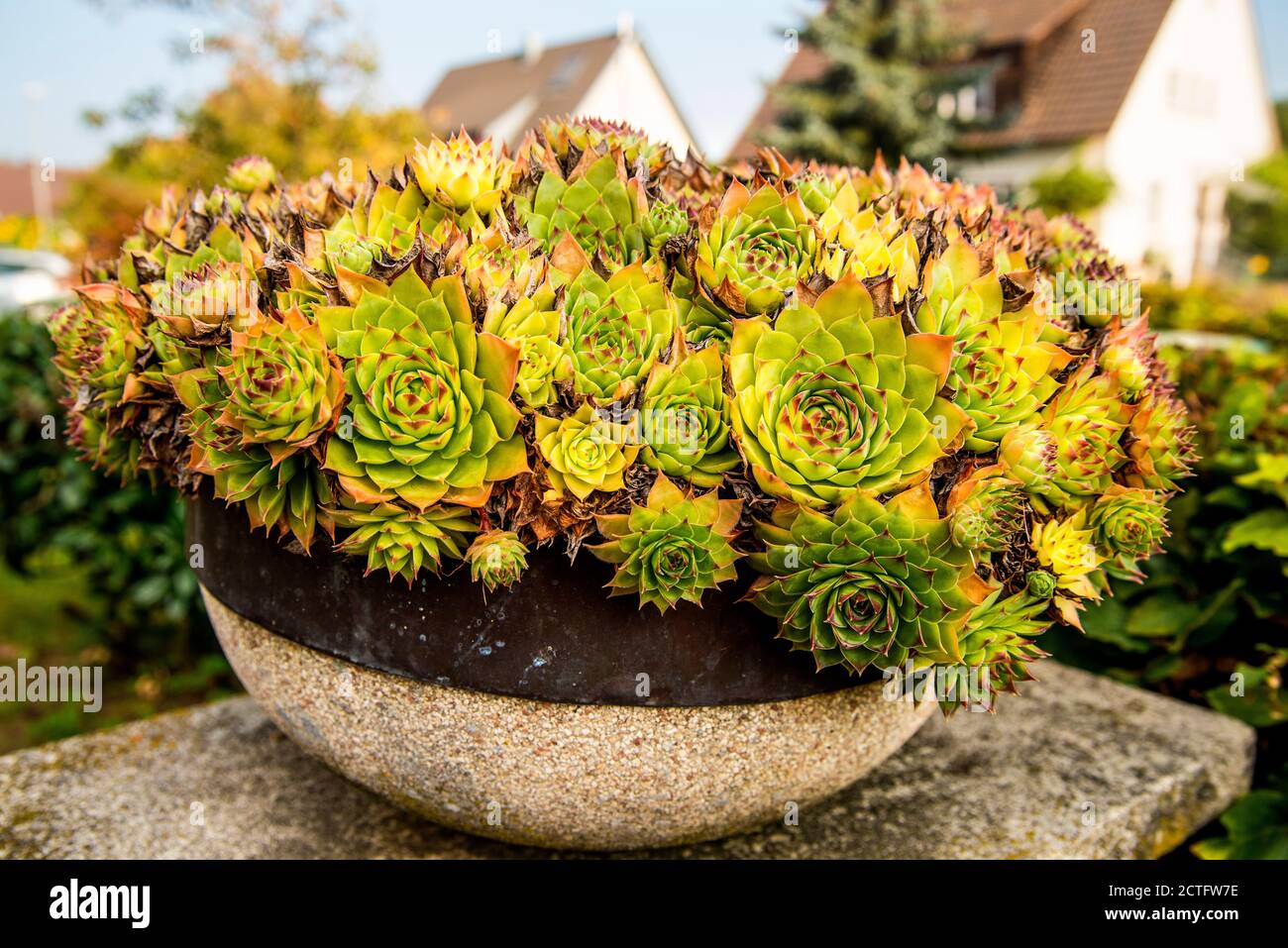 common houseleek in a pot Stock Photo - Alamy