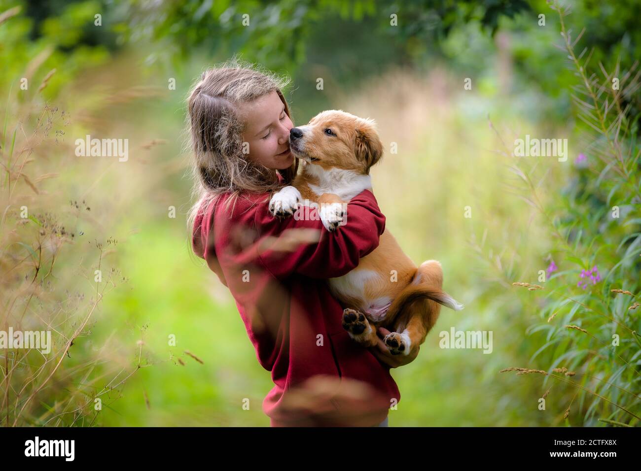 Cute bordertoller mix breed puppy, border collie and toller Stock Photo ...