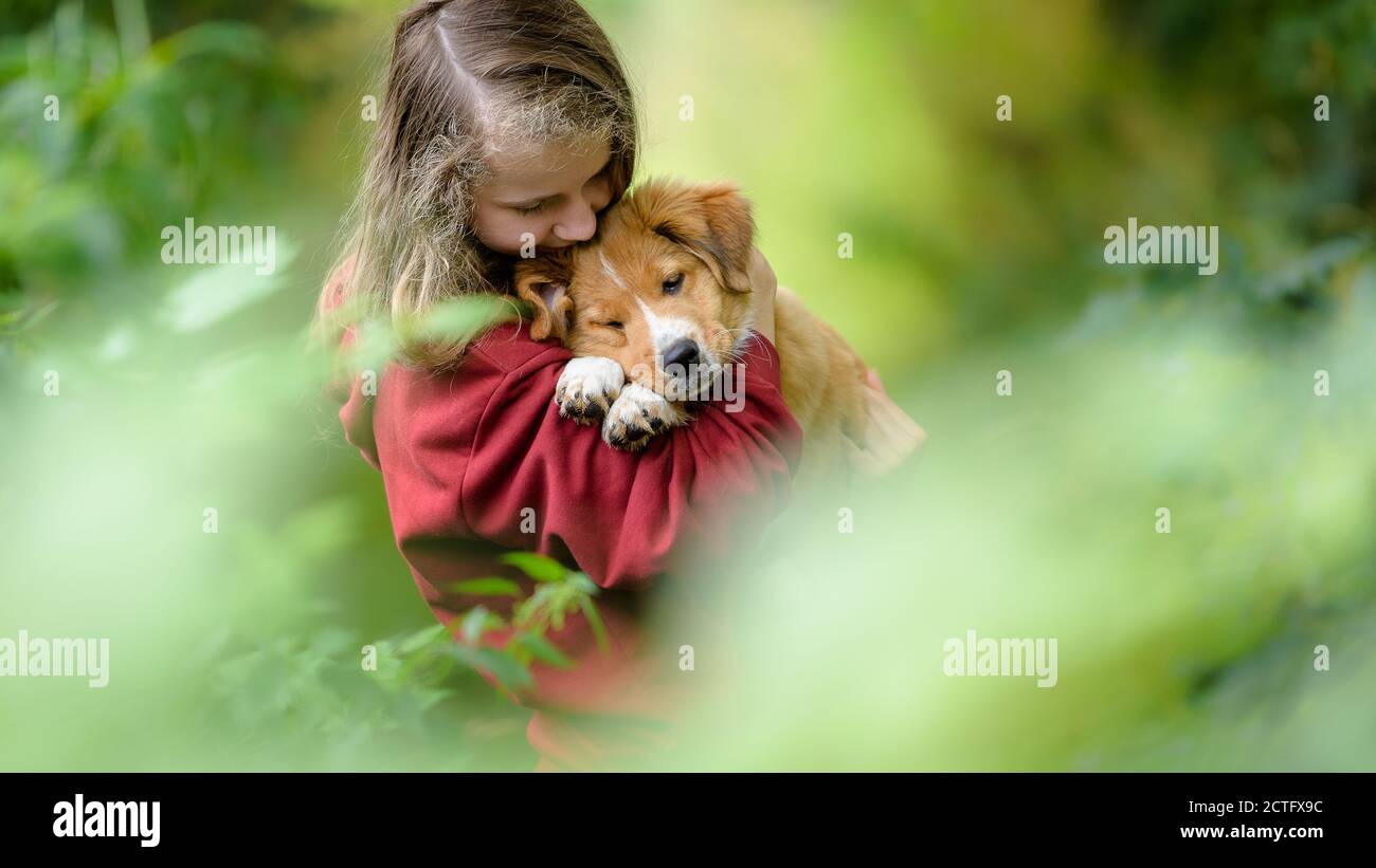 Cute bordertoller mix breed puppy, border collie and toller Stock Photo ...