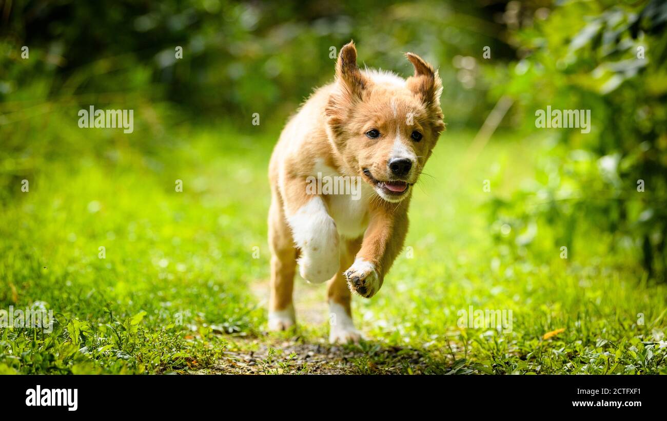 Cute bordertoller mix breed puppy, border collie and toller Stock Photo ...
