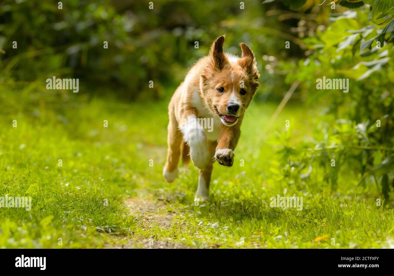 Cute bordertoller mix breed puppy, border collie and toller Stock Photo ...