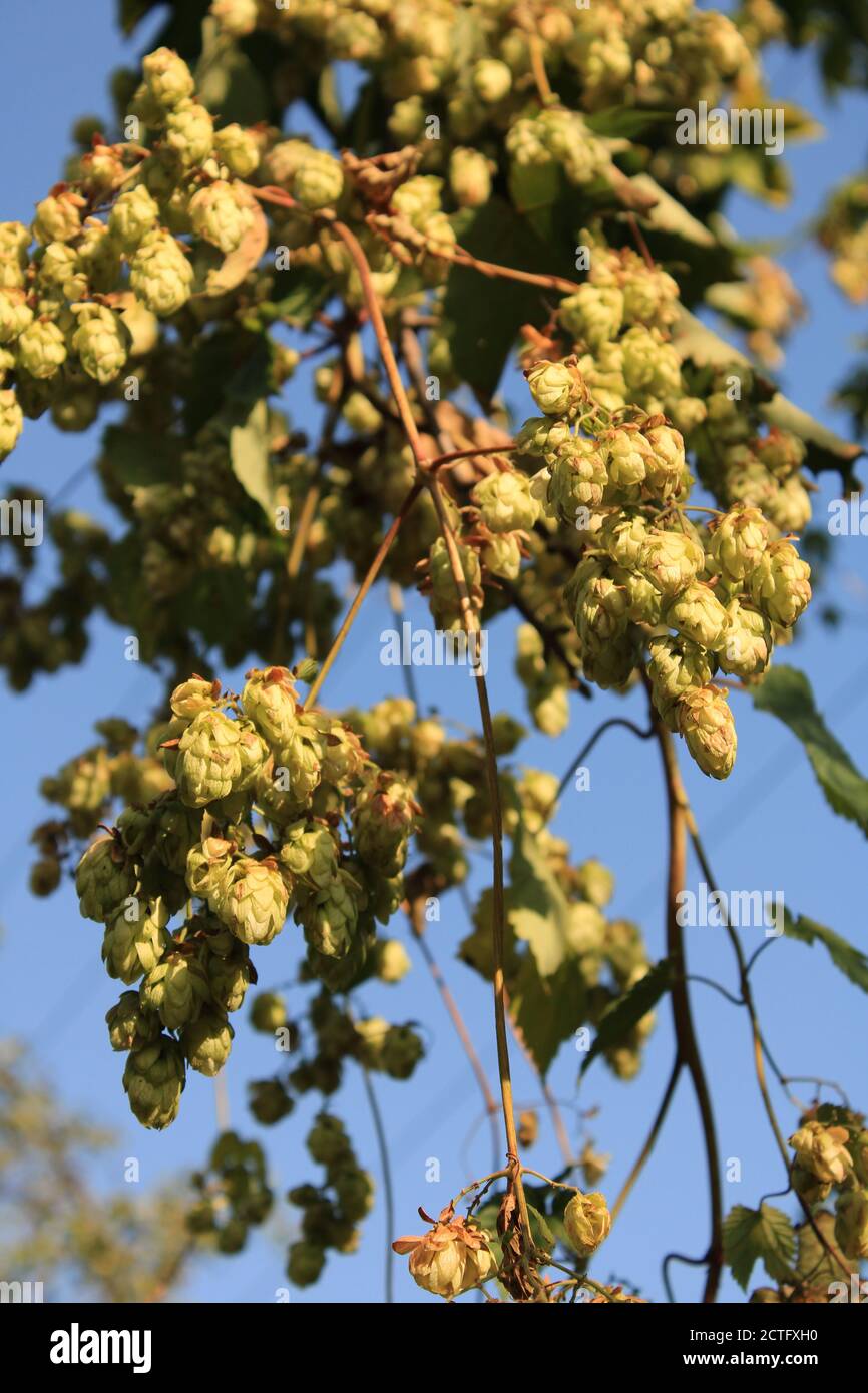 Vertical shot of hops Stock Photo - Alamy