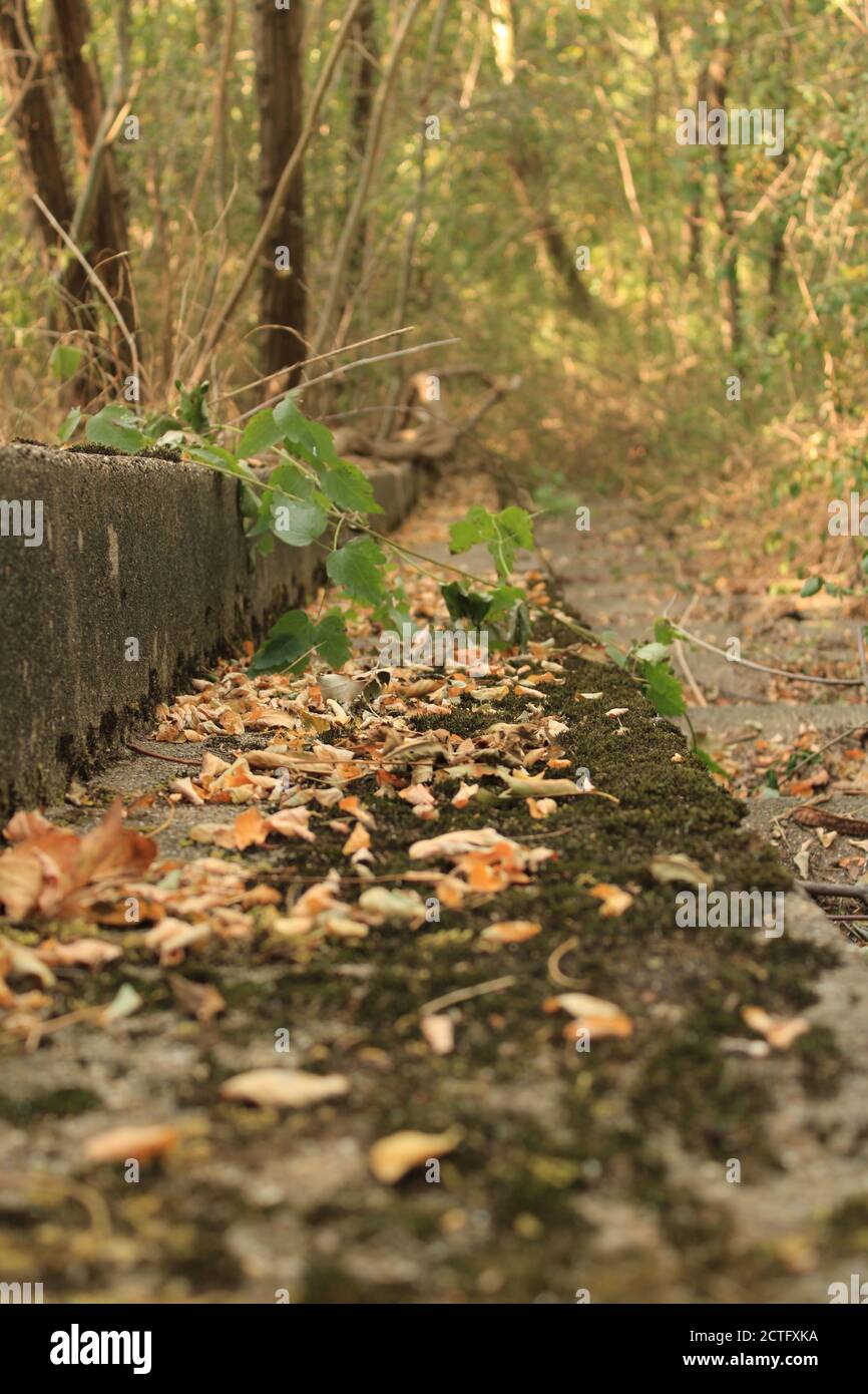Vertical shot of leaves on the ground Stock Photo - Alamy