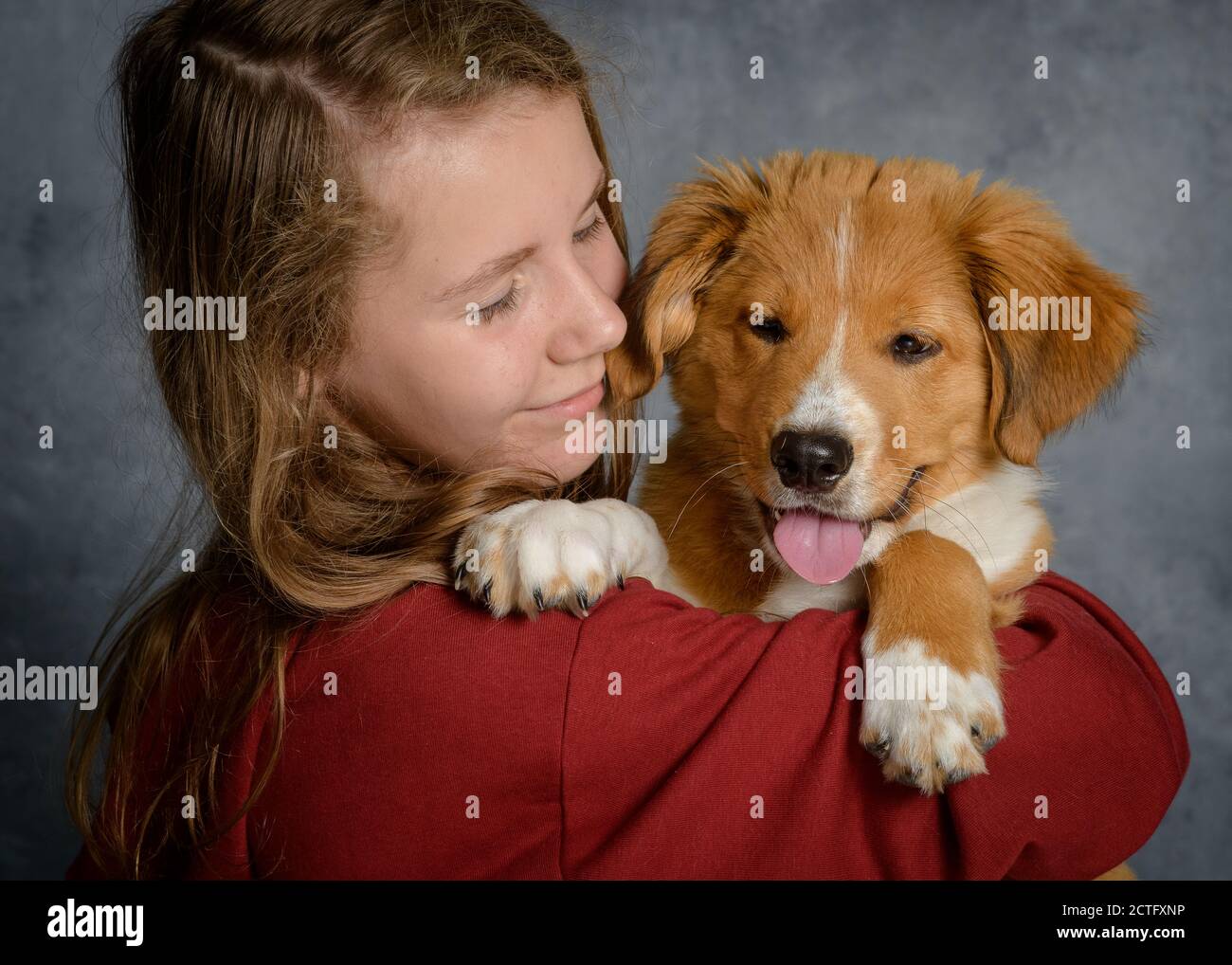 Cute bordertoller mix breed puppy, border collie and toller Stock Photo ...