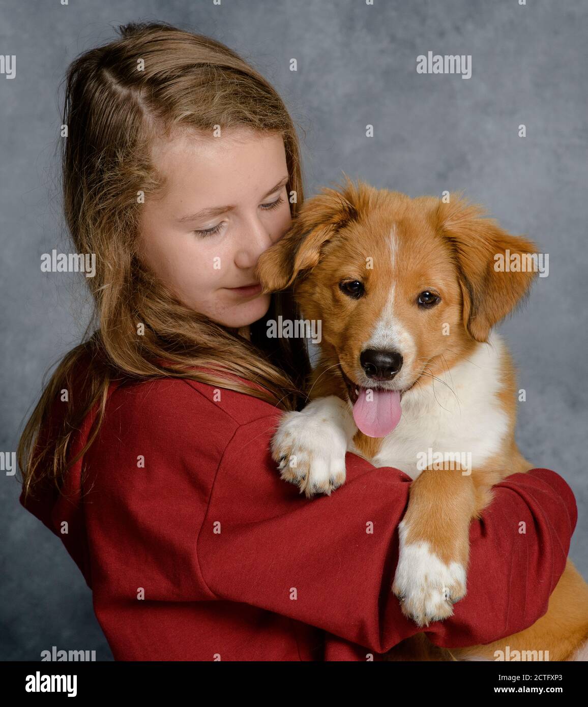 Cute bordertoller mix breed puppy, border collie and toller Stock Photo ...