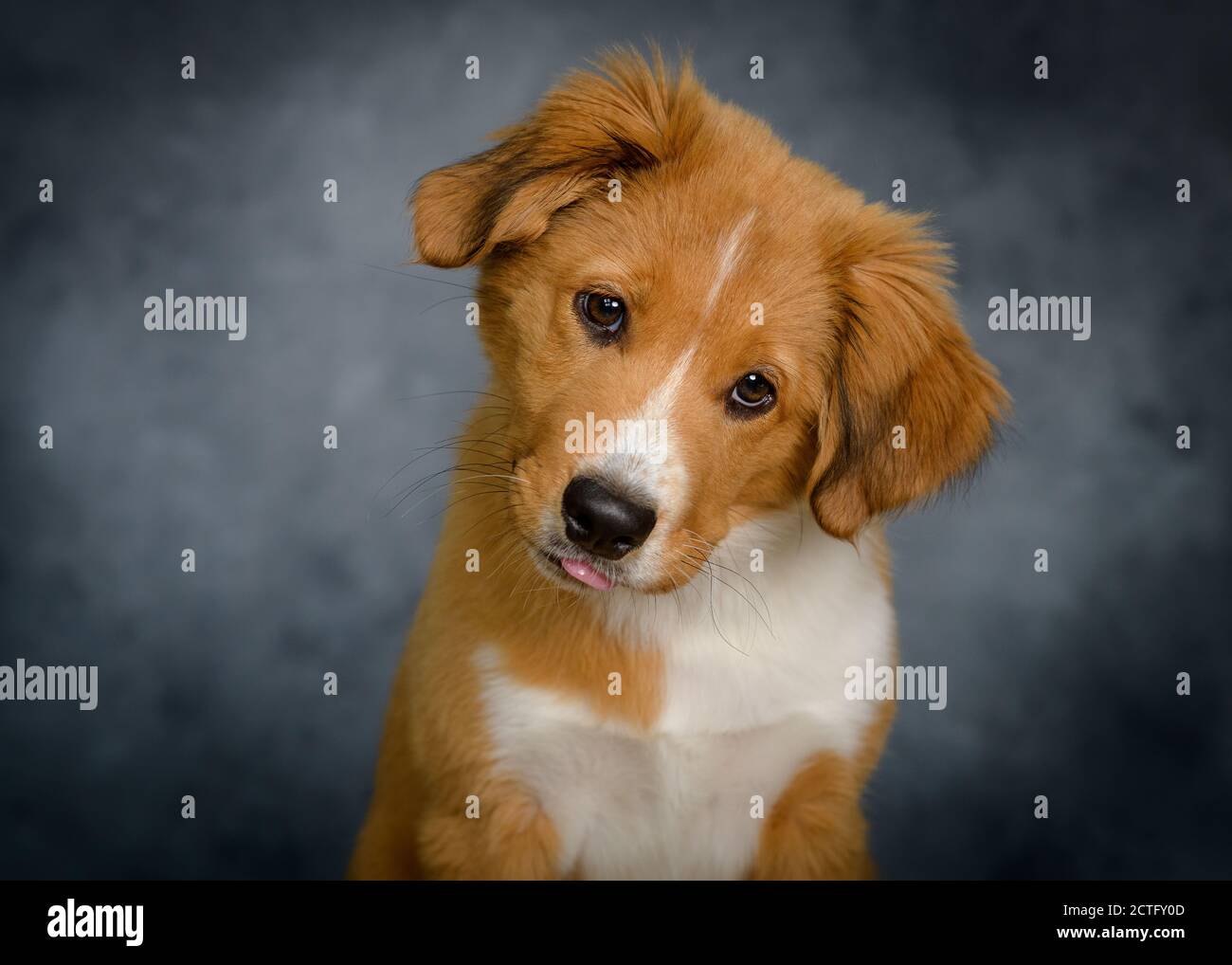 Cute bordertoller mix breed puppy, border collie and toller Stock Photo ...
