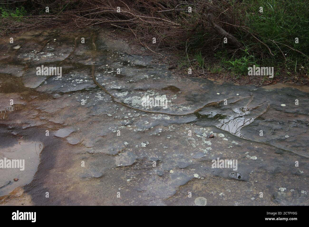 Aboriginal rock engravings, Grotto Point Track in Clontarf on the Spit ...