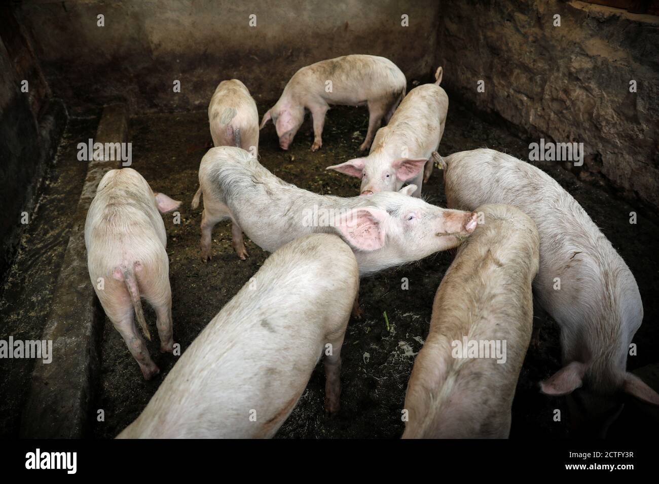 Animal feed insects hi-res stock photography and images - Alamy