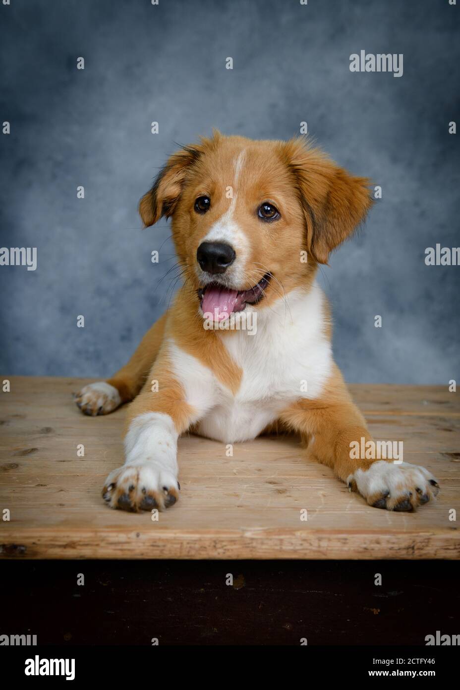 Cute bordertoller mix breed puppy, border collie and toller Stock Photo ...