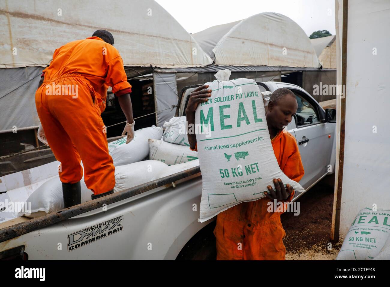 Flies larvae hi-res stock photography and images - Alamy