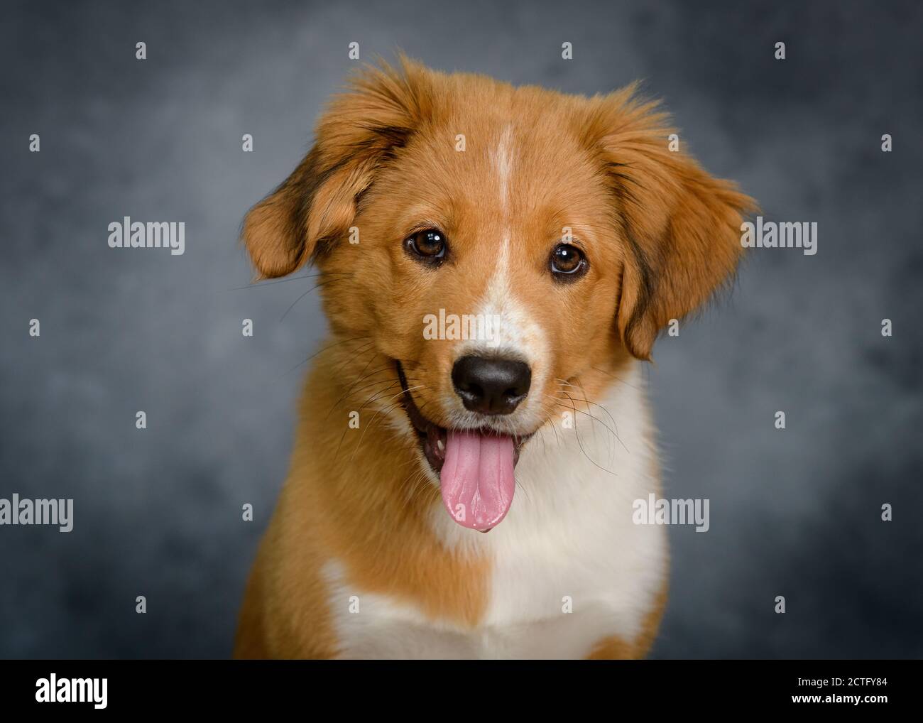 Cute bordertoller mix breed puppy, border collie and toller Stock Photo ...