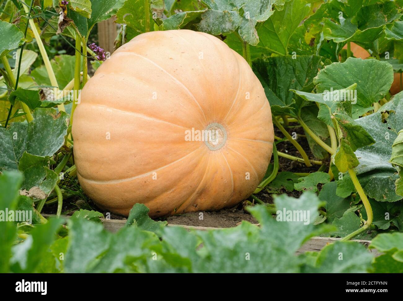 Giant pumpkin hi-res stock photography and images - Alamy