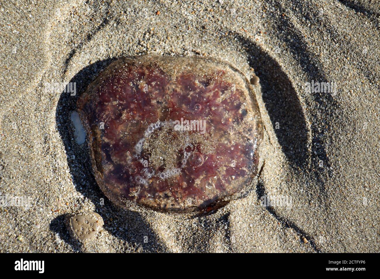 Qualle hi-res stock photography and images - Alamy